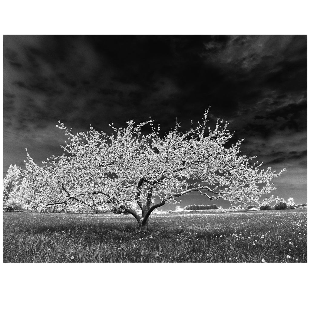 Shop all Artists — Artfest Ontario